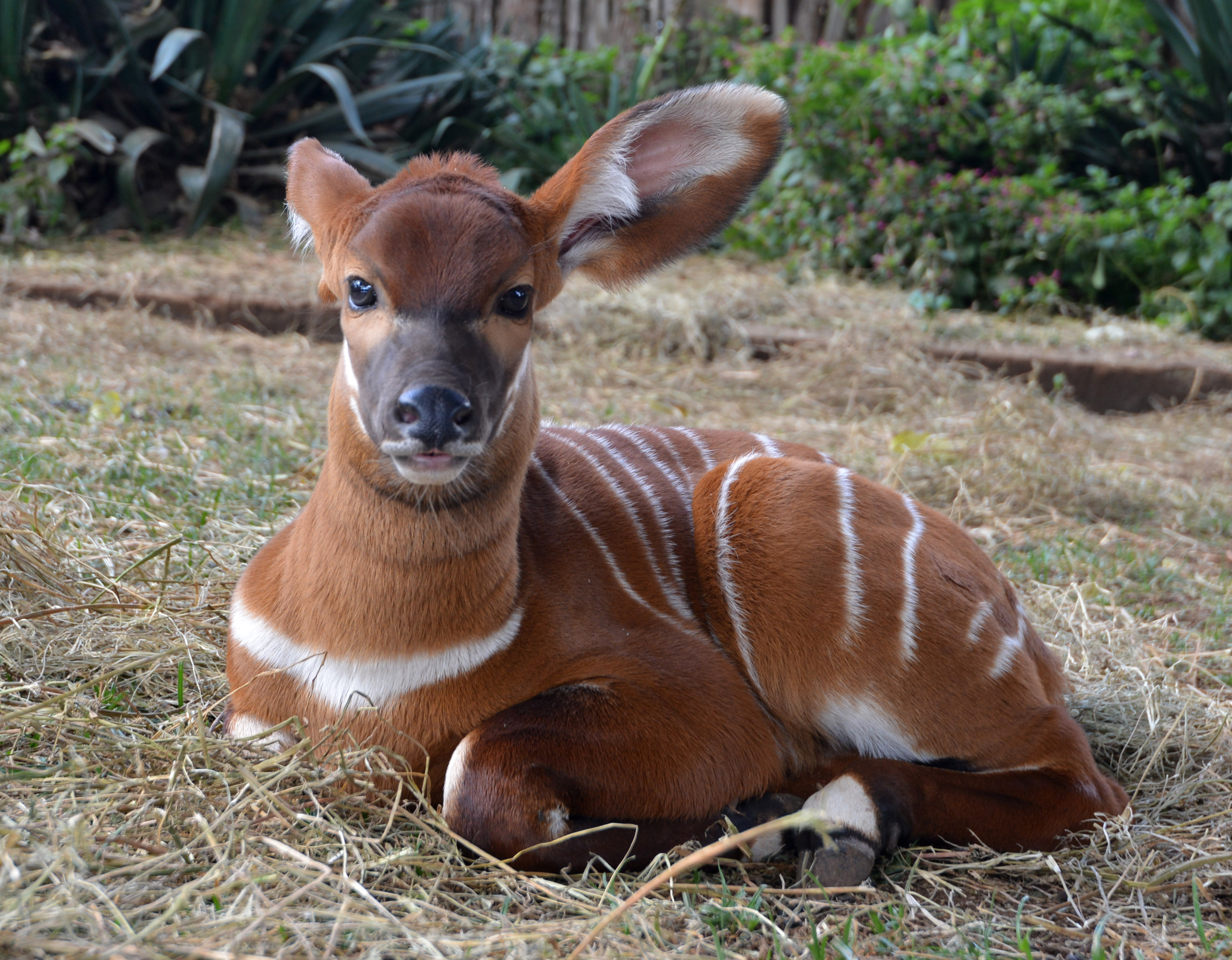 Mountain Bongo births boosts rehabilitation efforts